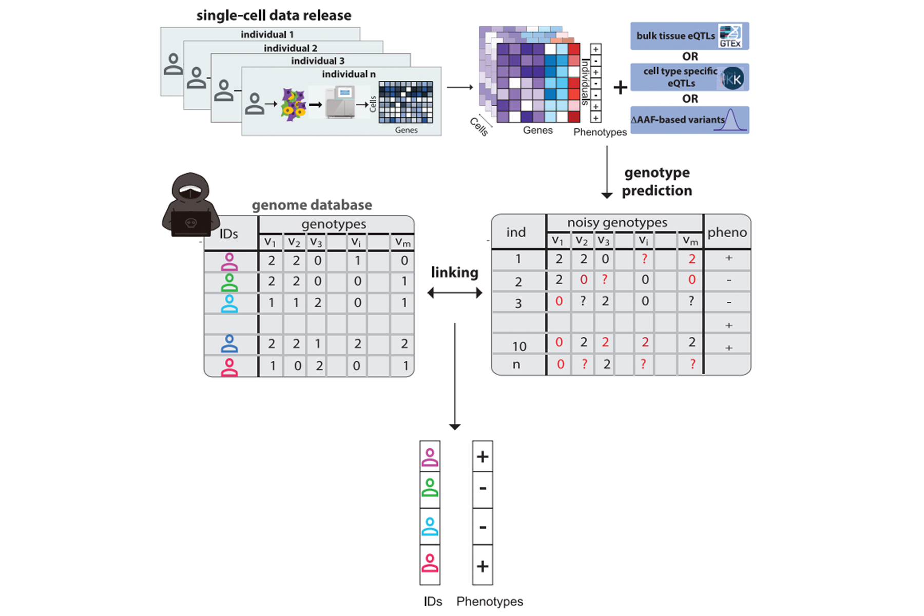 New Method Quantifies Single-Cell Data’s Risk of Private Information ...